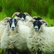 Blackface Mutton | The Blackface Meat Company | Order Online